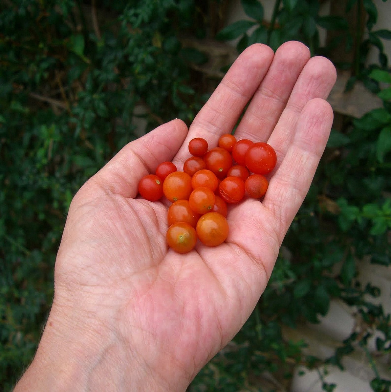 Spoon Tomato, World's Smallest, 10 Heirloom Seeds, Great Flavor, Fun ...