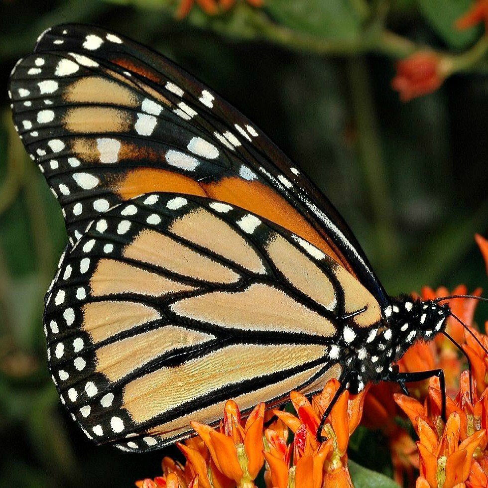 Butterfly Garden Collection Five Species 125 Heirloom Seeds - Etsy