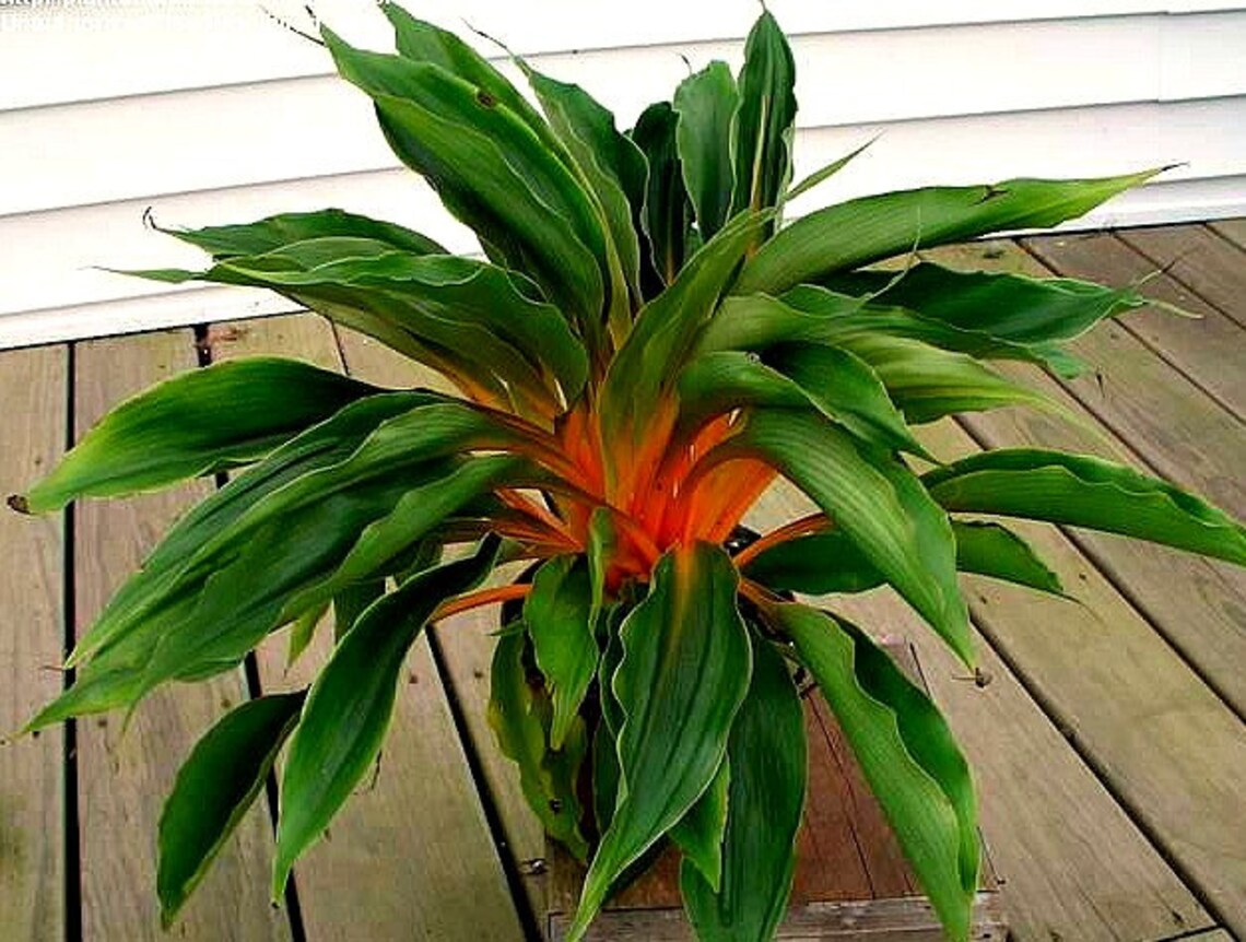 Mandarin Plant Easy Houseplant 10 Seeds Chlorophytum - Etsy