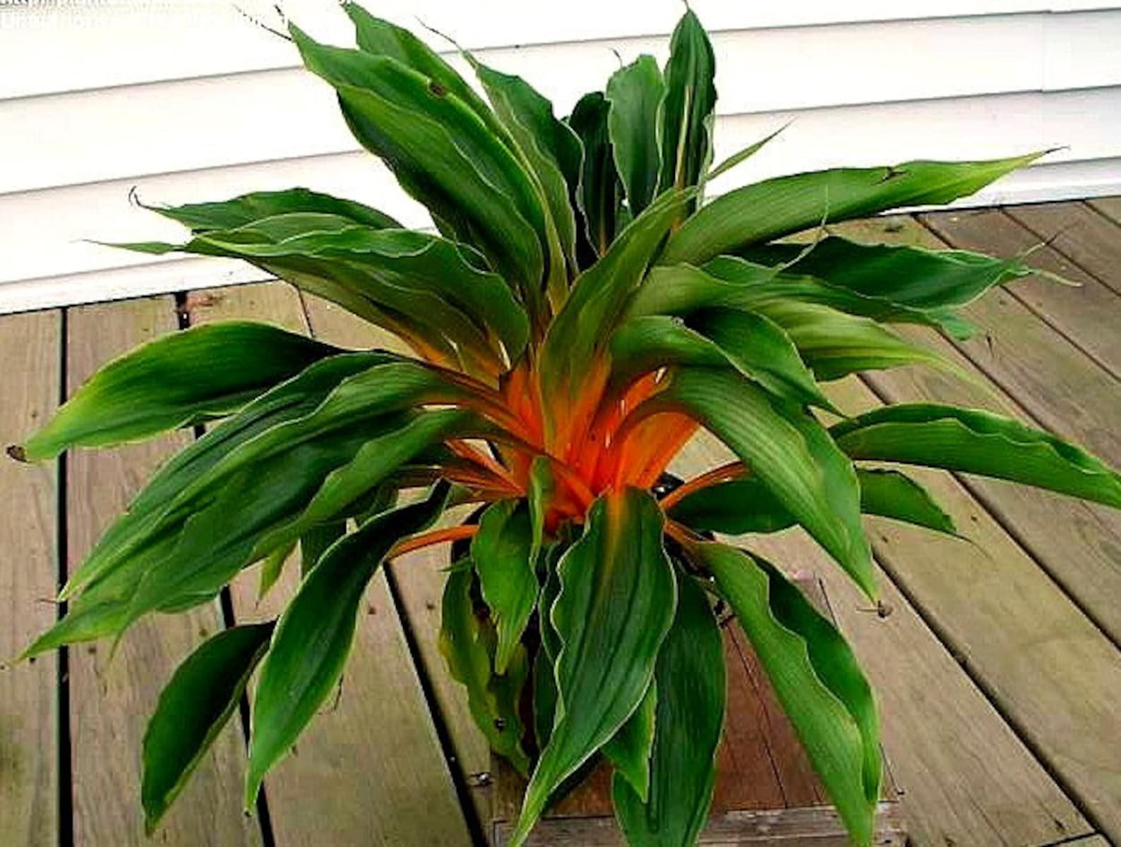 Mandarin Plant, Easy Houseplant, 10 Seeds, Chlorophytum, Orange Stems ...