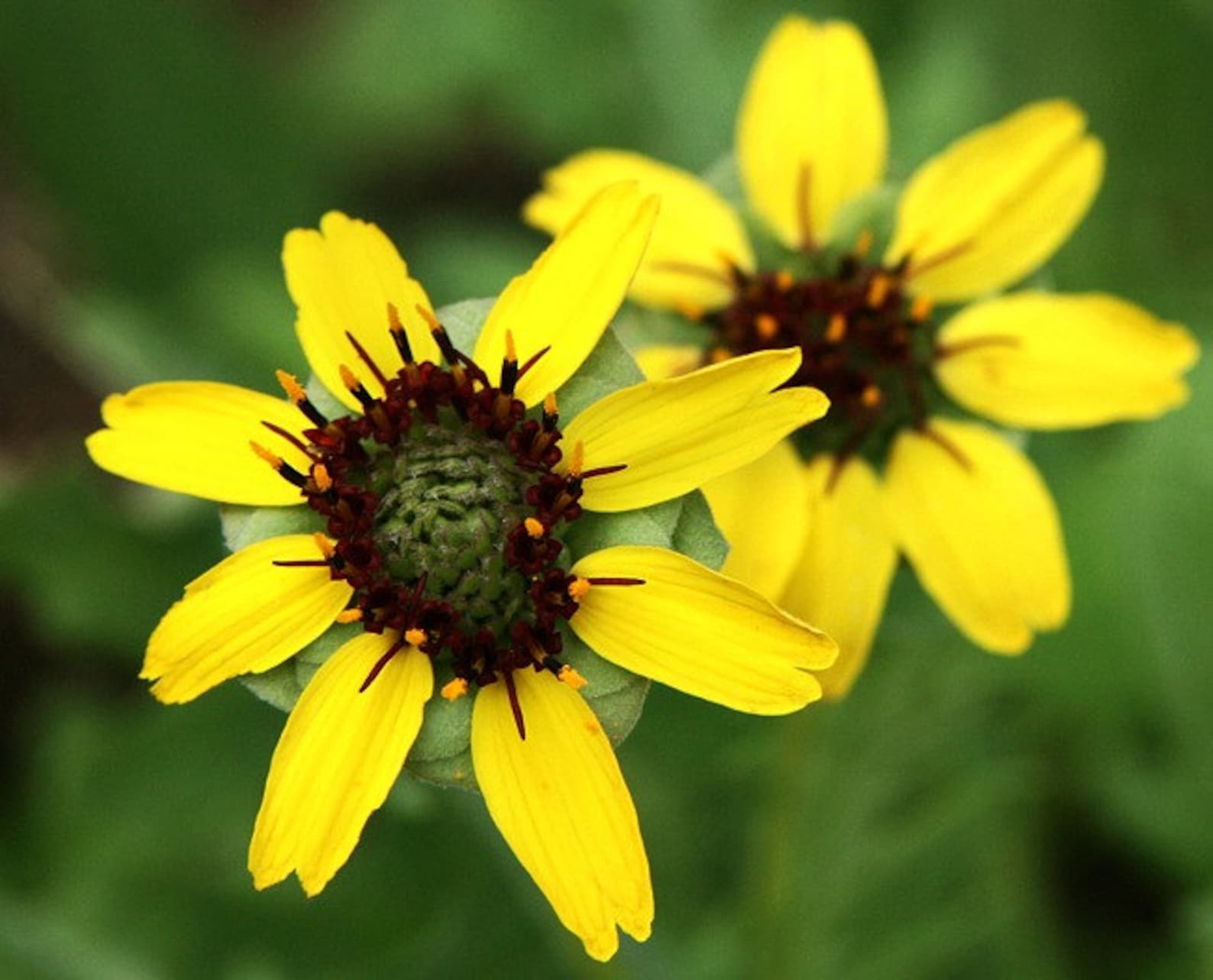 Chocolate Daisy Flower 10 Seeds Berlandiera Lyrata - Etsy