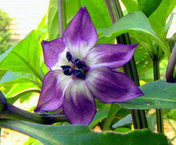 Black Pepper Flower