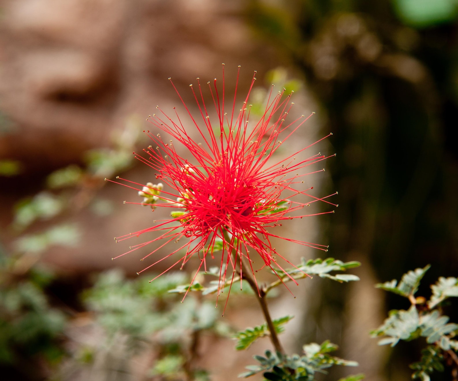 Baja Fairy Duster, 5 Seeds, Calliandra Californica, Red Puff Blossoms ...