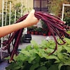 20 Seeds String Beans / Sitaw / Long Bean Seeds / Yard Long Bean NON ...