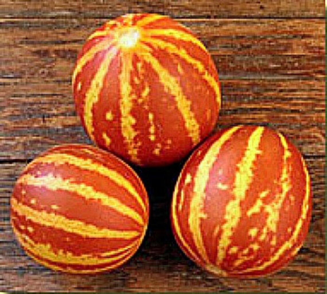 Queen Anne's Pocket Melon Fragrant Fruit Miniature - Etsy