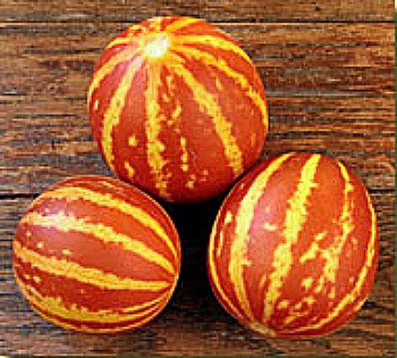 Queen Anne's Pocket Melon Fragrant Fruit Miniature - Etsy