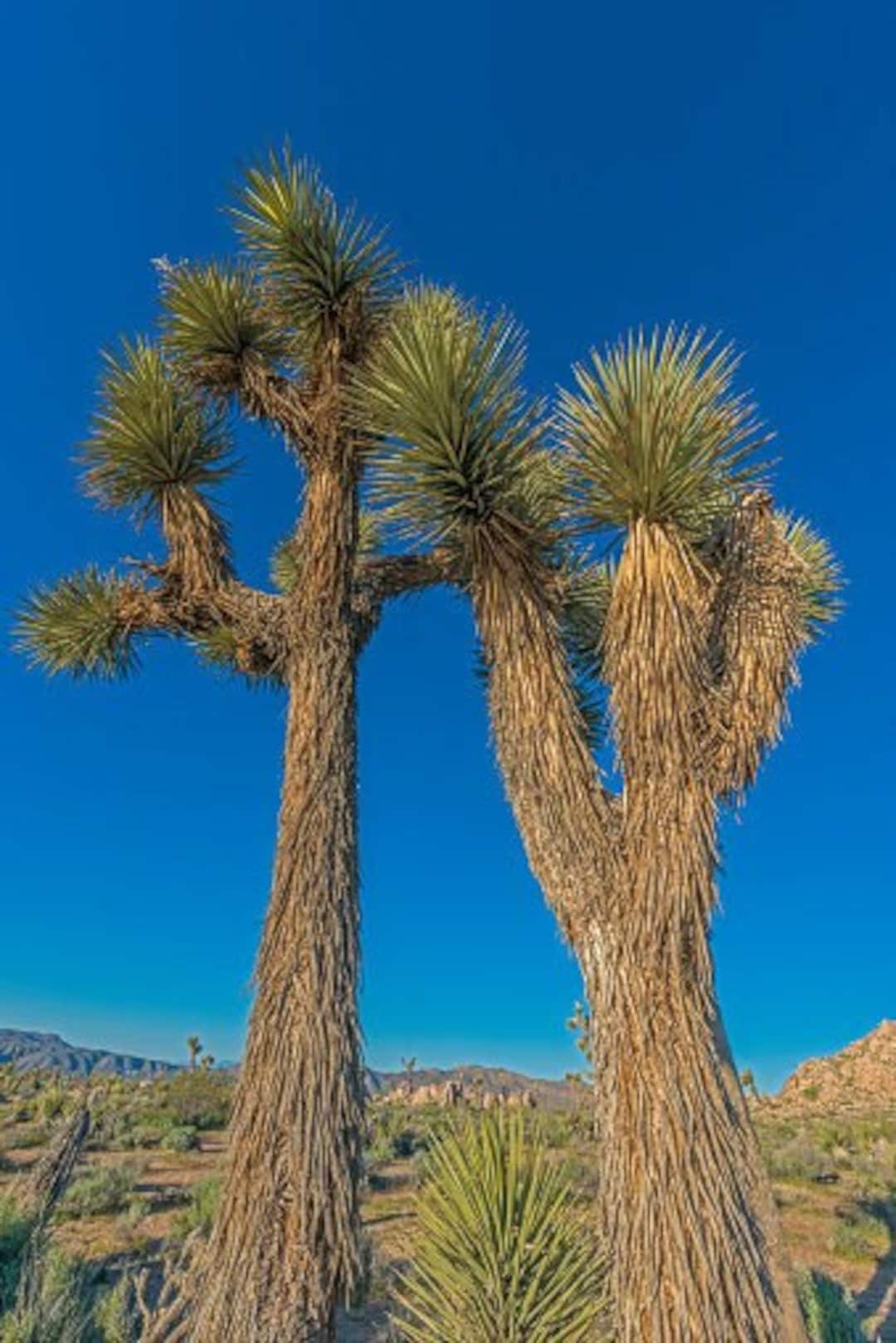 Joshua Tree Seeds: Yucca Brevifolia, Drought Tolerant, Zones 6-10 (10 ...