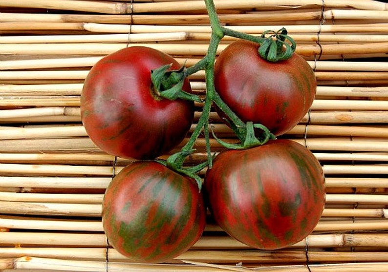 Black Zebra cherry tomato 15 heirloom seeds showy fruit | Etsy