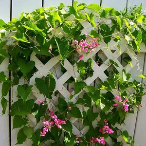 Antigonon Leptopus, Coral Love Vine, 10 Seeds, Vibrant Pink Climber for ...