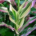 Candy Striped Corn, Zea Mays Japonica, 20 Seeds, Rare Japanese Heirloom ...