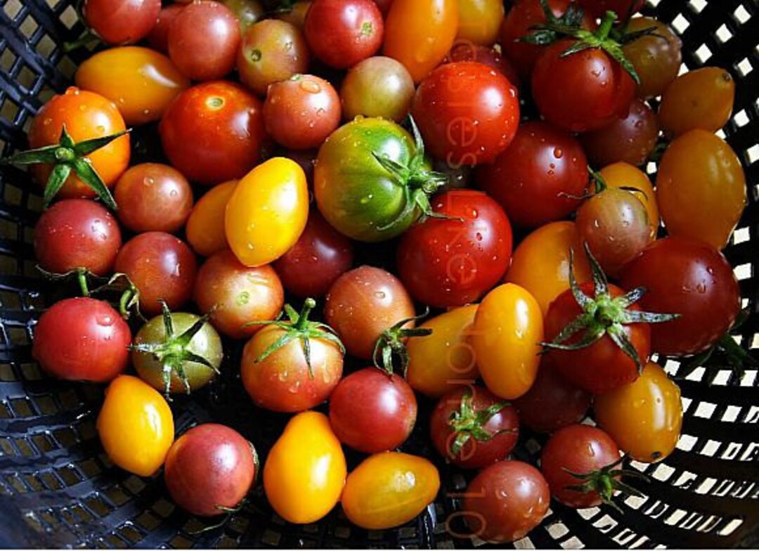 Rainbow Cherry Tomato Collection, Five Tasty Heirlooms, 75 Seeds, Early ...
