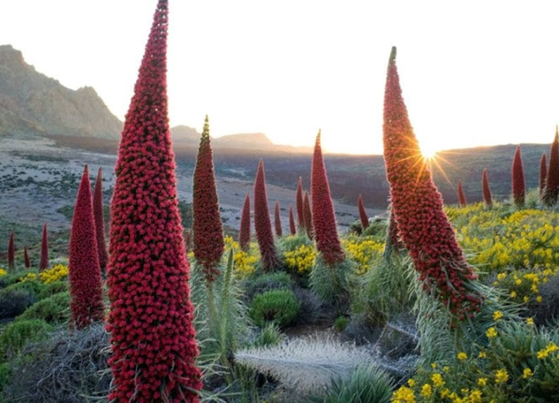 Echium Wildpretii, Tower of Jewels, 10 Rare Seeds, Giant Pink Blooms ...