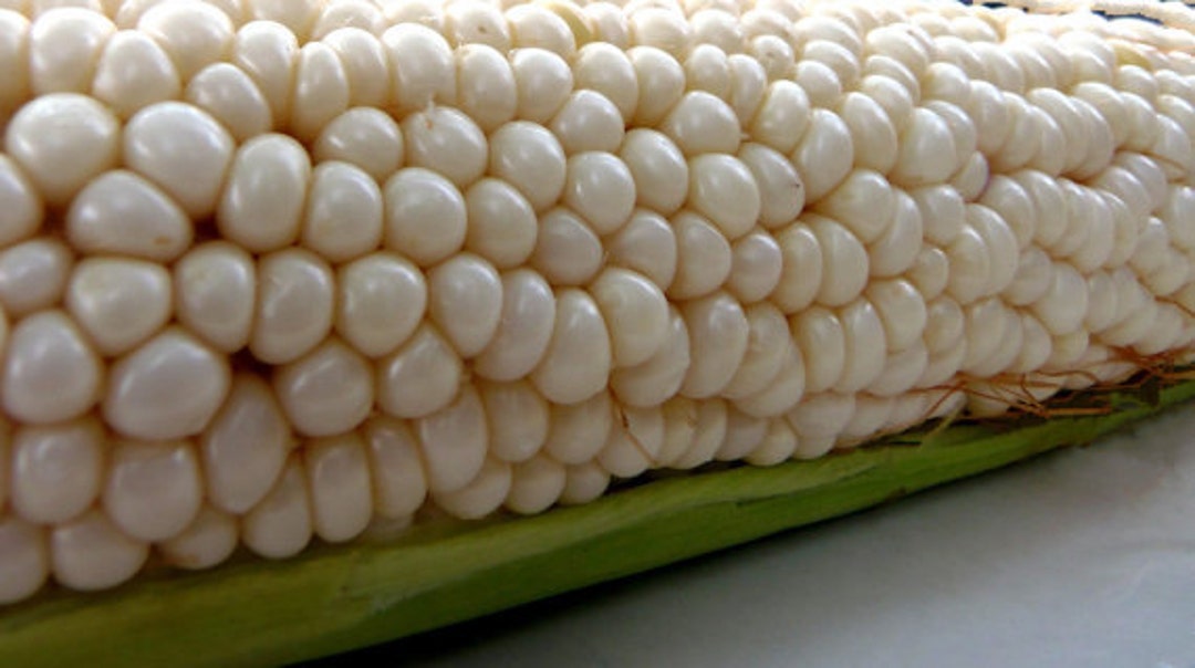 Country Gentleman, White Sweet Corn, 20 Bulk Seeds, Heirloom Non GMO ...
