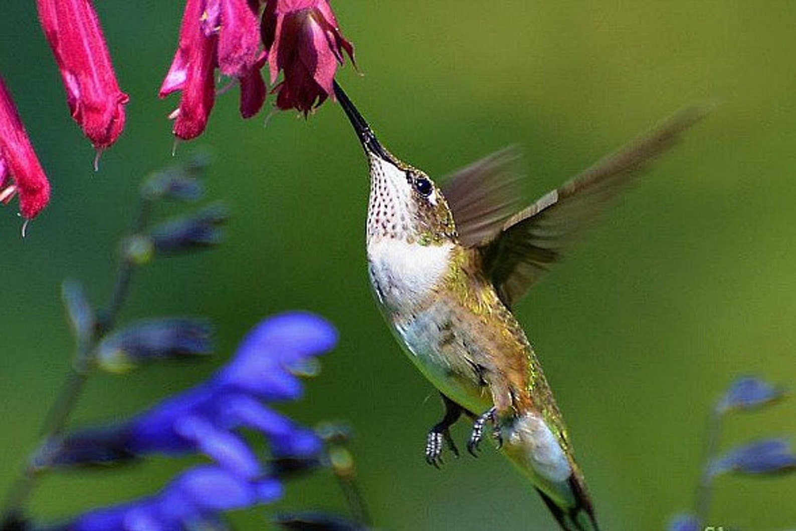 Hummingbird Garden Collection, 6 Colorful Flowers, 600 Seeds, Easy ...
