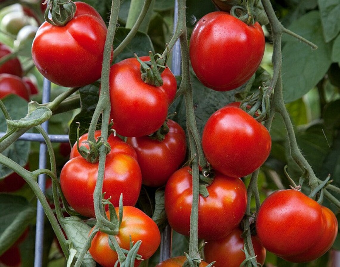 Stupice Tomato, SALE, 15 Seeds, Classic Heirloom, Award Winner, Tangy ...