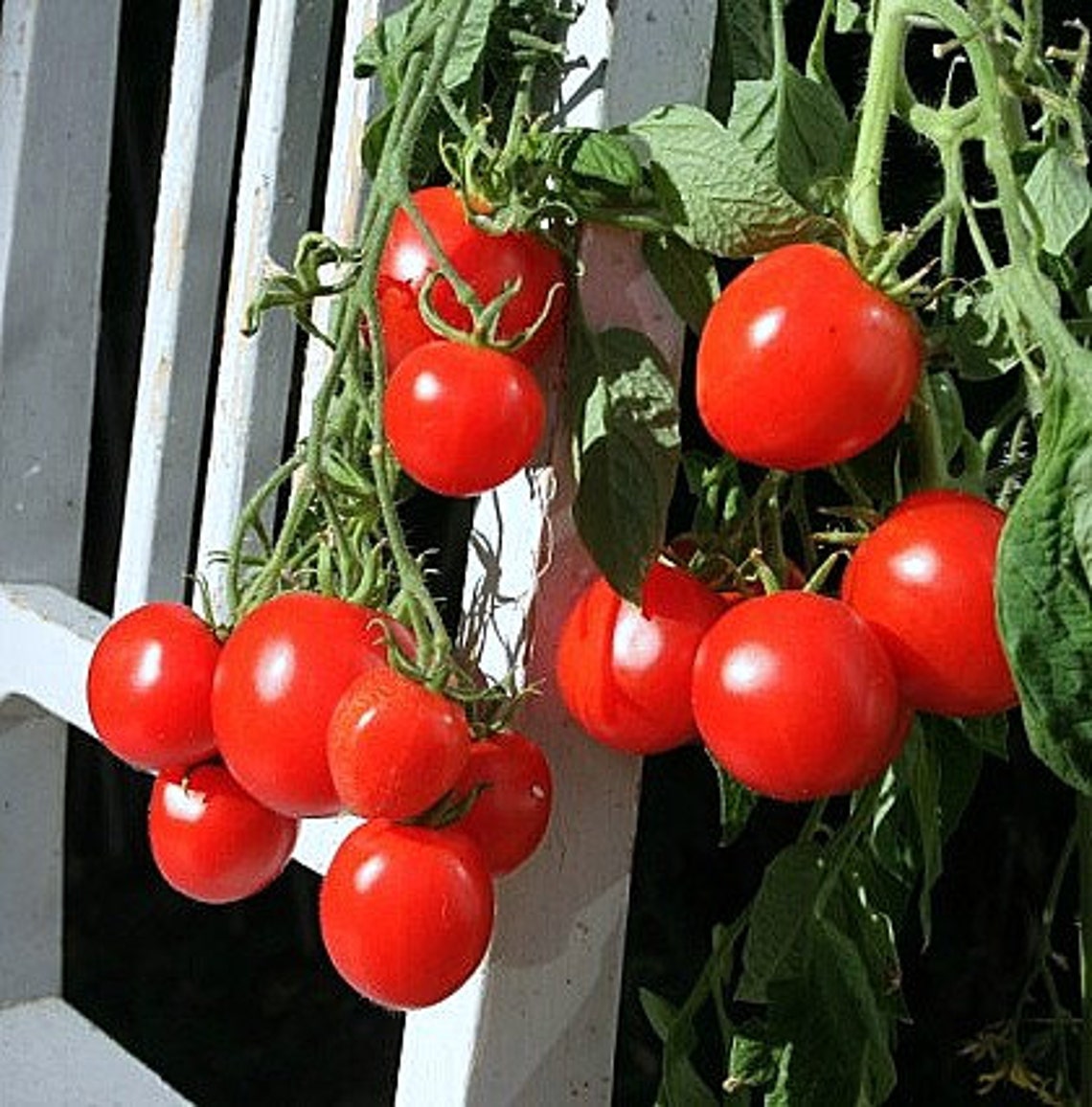 Stupice Tomato, SALE, 15 Seeds, Classic Heirloom, Award Winner, Tangy ...
