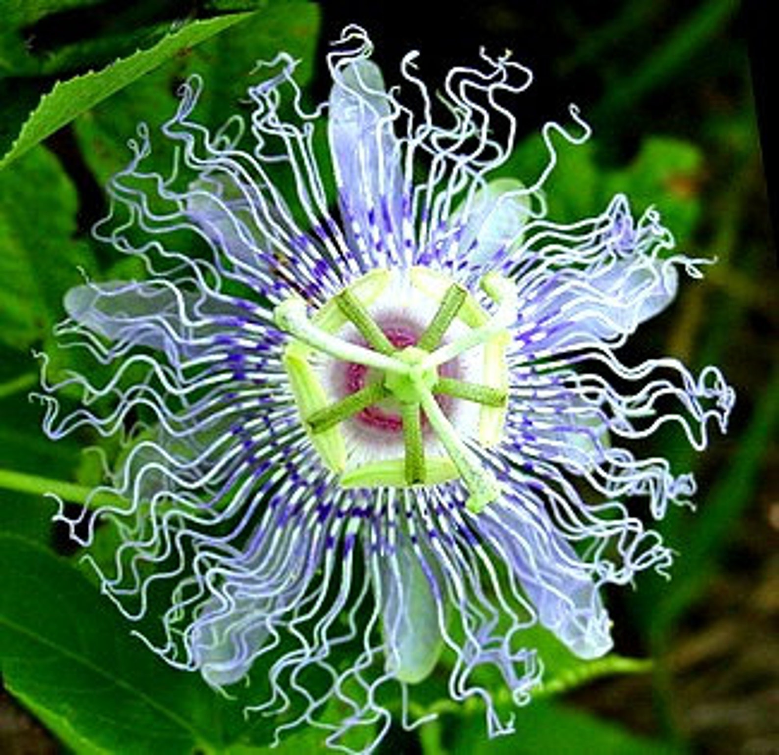 Passiflora Incarnata, Maypop Vine, Purple Passion Flower, Fragrant ...