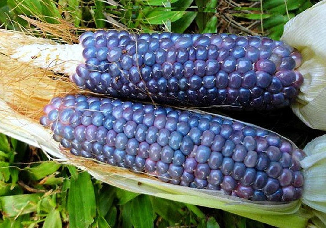 Baby Blue Jade Corn, 20 Rare Seeds, Non GMO, Dwarf Heirloom, Miniature ...