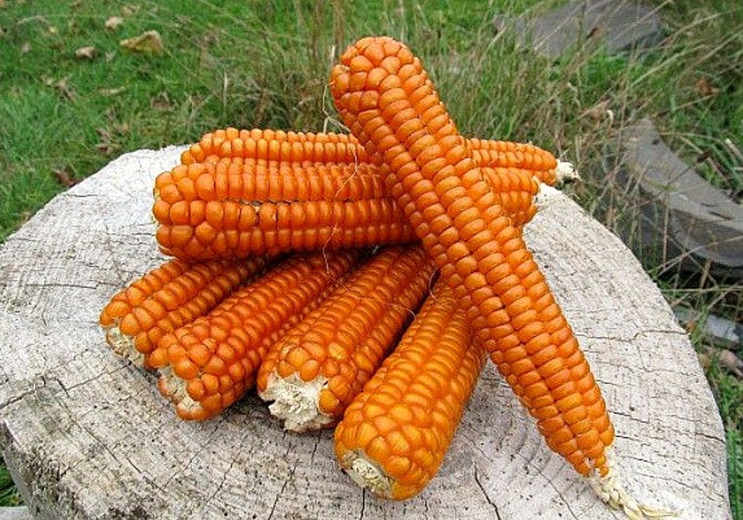 Strubbe's Orange Corn, 20 Seeds, Vibrant, Non GMO Heirloom, Great for ...