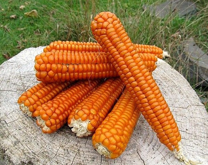 Strubbe's Orange Corn 20 Seeds Vibrant Non GMO - Etsy