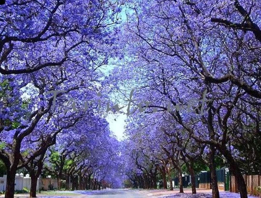 Jacaranda Mimosifolia, Showy Street Tree, 10 Fresh Seeds,lavender ...