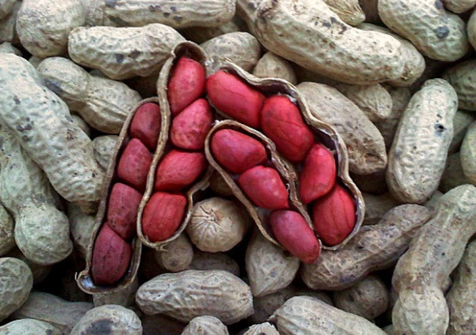 Organic Peanut Seeds SALE Fun for Kids 20 Seeds Easy to - Etsy