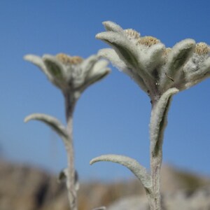 Edelweiss, Leontopodium Alpinum, Hardy in Zones 4-7, Perennial. Thrives ...