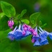 Virginia Bluebells, 10 Seeds, Mertensia Virginica, Woodsy Wildflower ...