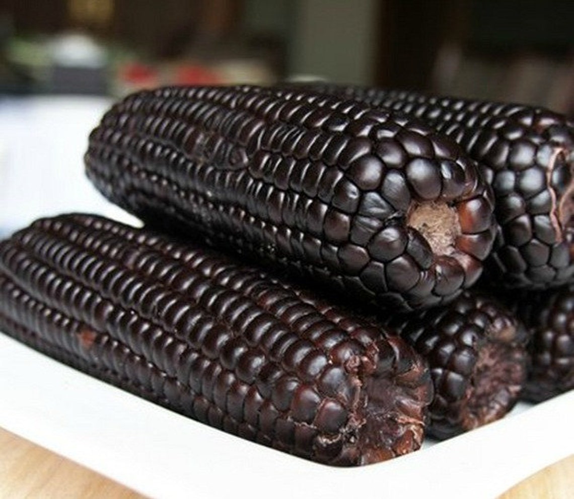 Aztec Black Corn Ancient Heirloom 20 Seeds Non GMO Early - Etsy