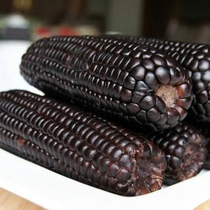 Aztec Black Corn, Ancient Heirloom, 20 Seeds Non GMO, Early Plants ...