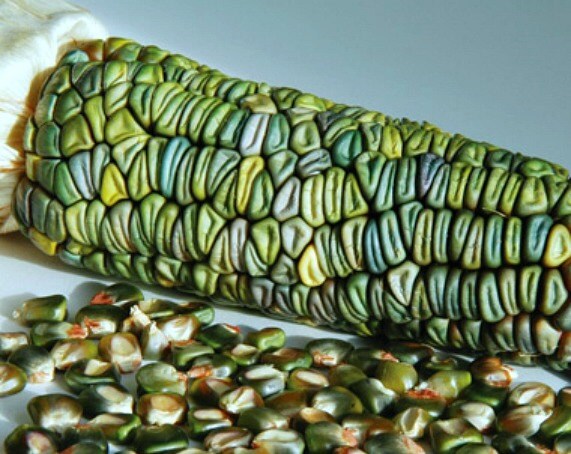 Oaxacan Green Dent Corn, 25 Bulk Seeds, Gorgeous Heirloom From Mexico ...
