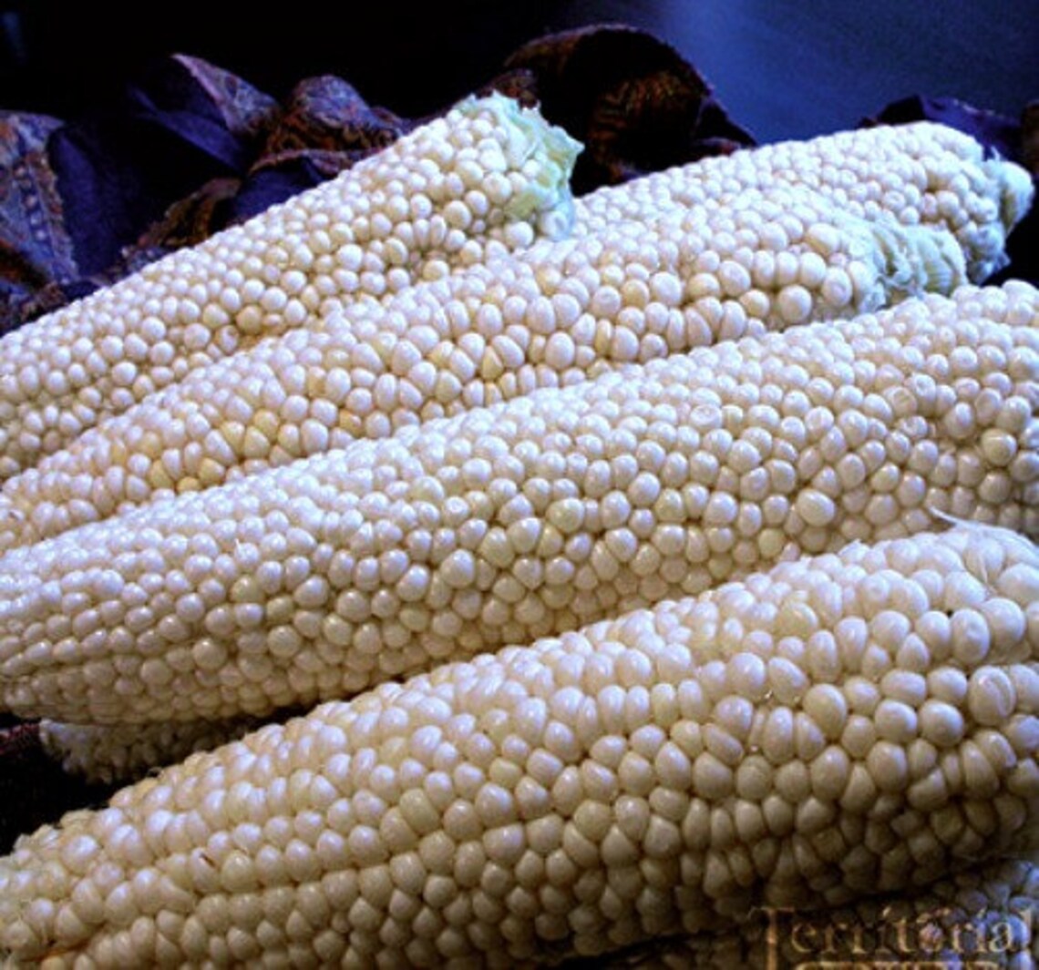Country Gentleman White Sweet Corn 20 Bulk Seeds Heirloom - Etsy