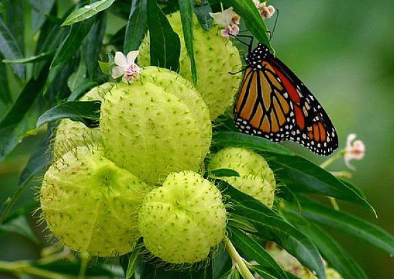 Family Jewels Milkweed Hairy Balls Swan Plant Butterfly Weed 10 Seeds Zones 9 11 Gomphocarpus Bizarre Seed Pods Great Cut Flower Etsy UK