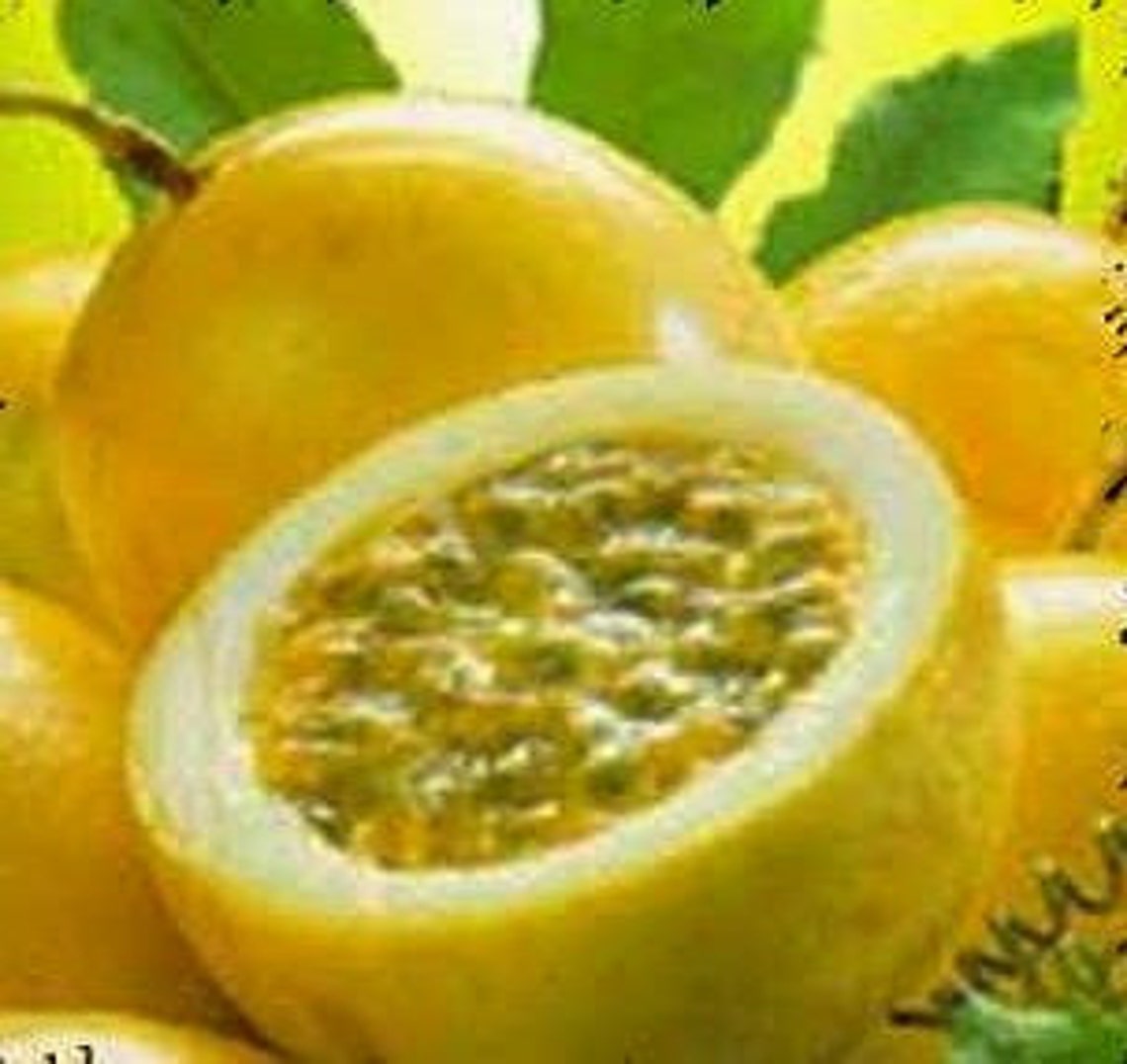 Sweet Lilikoi Passiflora Edulis Flavicarpa 10 Seeds Etsy
