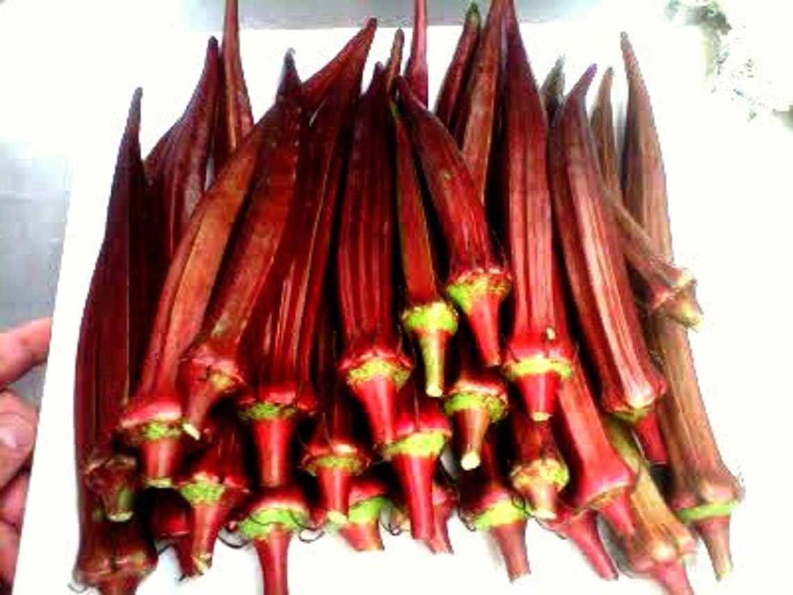 Red Velvet Okra Colorful Heirloom 20 Seeds Gorgeous Plant - Etsy