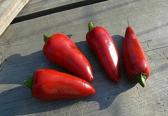 Black Hungarian Sweet Pepper 10 Heirloom Seeds Non GMO - Etsy Israel