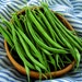 French Green Beans, Fin De Bagnol, 15 Seeds Certified Organic, French ...