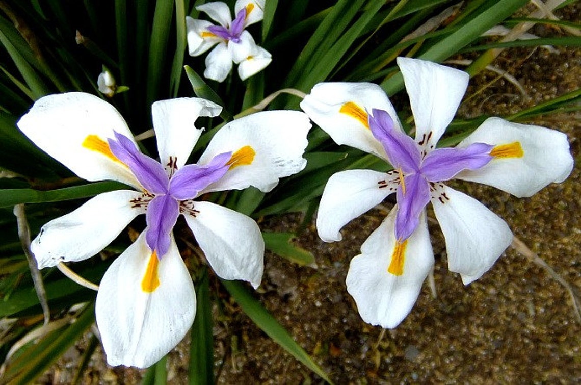 Fortnight Lily, Dietes Grandiflora, 10 Seeds, African Lily, Drought ...