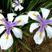 Fortnight Lily, Dietes Grandiflora, 10 Seeds, African Lily, Drought ...
