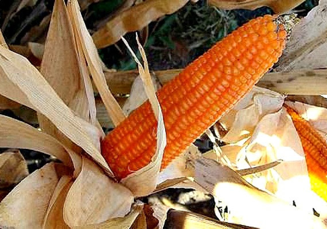 Strubbe's Orange Corn 20 Seeds Vibrant Non GMO - Etsy