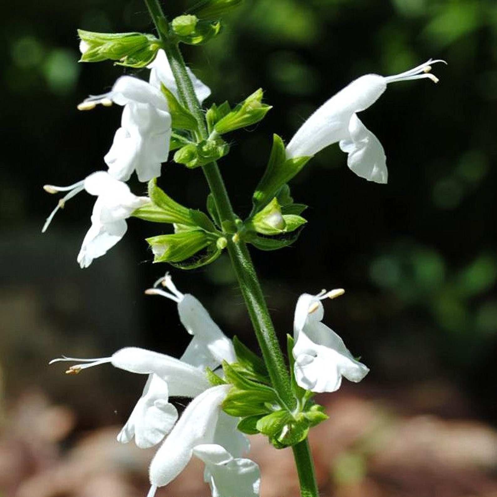 Snow Nymph Salvia Coccinea 10 Seeds Frilly Blooms Great - Etsy