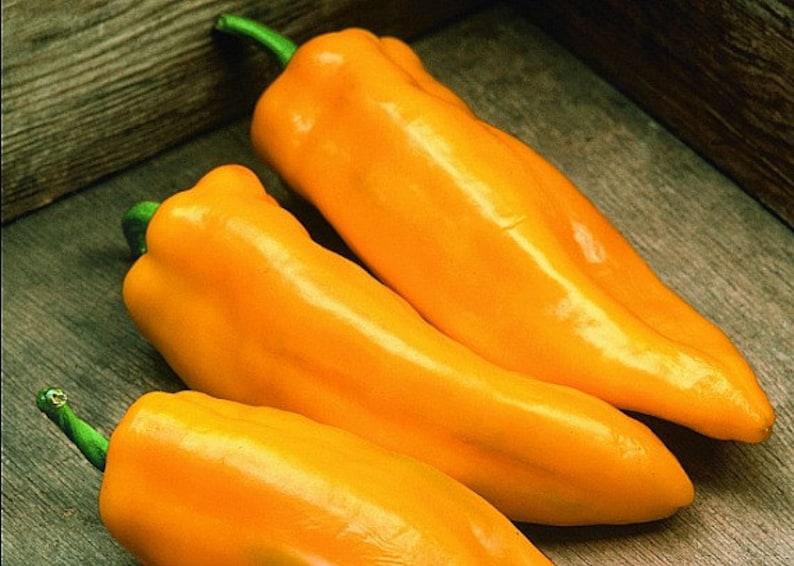 Golden Marconi, Sweet Roasting Pepper, 10 Seeds, Italian Heirloom ...