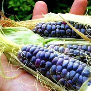 Baby Blue Jade Corn, 20 Rare Seeds, Non GMO, Dwarf Heirloom, Miniature ...