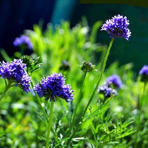 Blue Thimble Flower, 250 seeds, Gilia capitata, blue wildflower, great ...