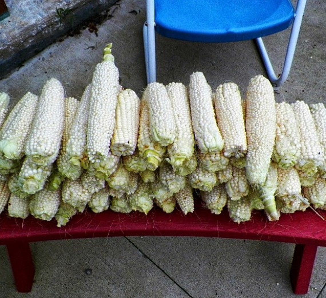 Country Gentleman White Sweet Corn 20 Bulk Seeds Heirloom - Etsy