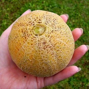 Minnesota Midget Heirloom Melon, 10 Seeds, Super Sweet Fruit, Non GMO ...