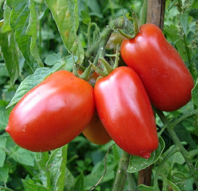 San Marzano Tomato, Italian Heirloom, 15 Seeds, Cook's Favorite, Sauces ...