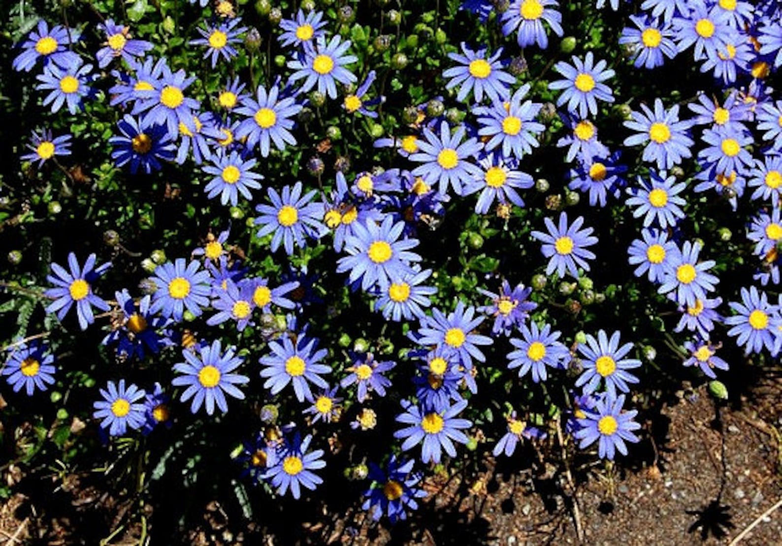 Blue Marguerite, Felicia Amelloides, 15 Seeds, Full Sun, Sturdy ...