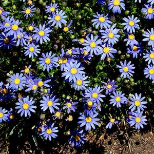 Blue Marguerite, Felicia Amelloides, 15 Seeds, Full Sun, Sturdy ...