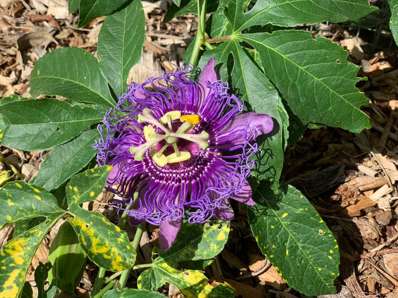Purple Passion Flower, 10 Seeds, Fancy Flowers, Delicious Fruit, Robust ...